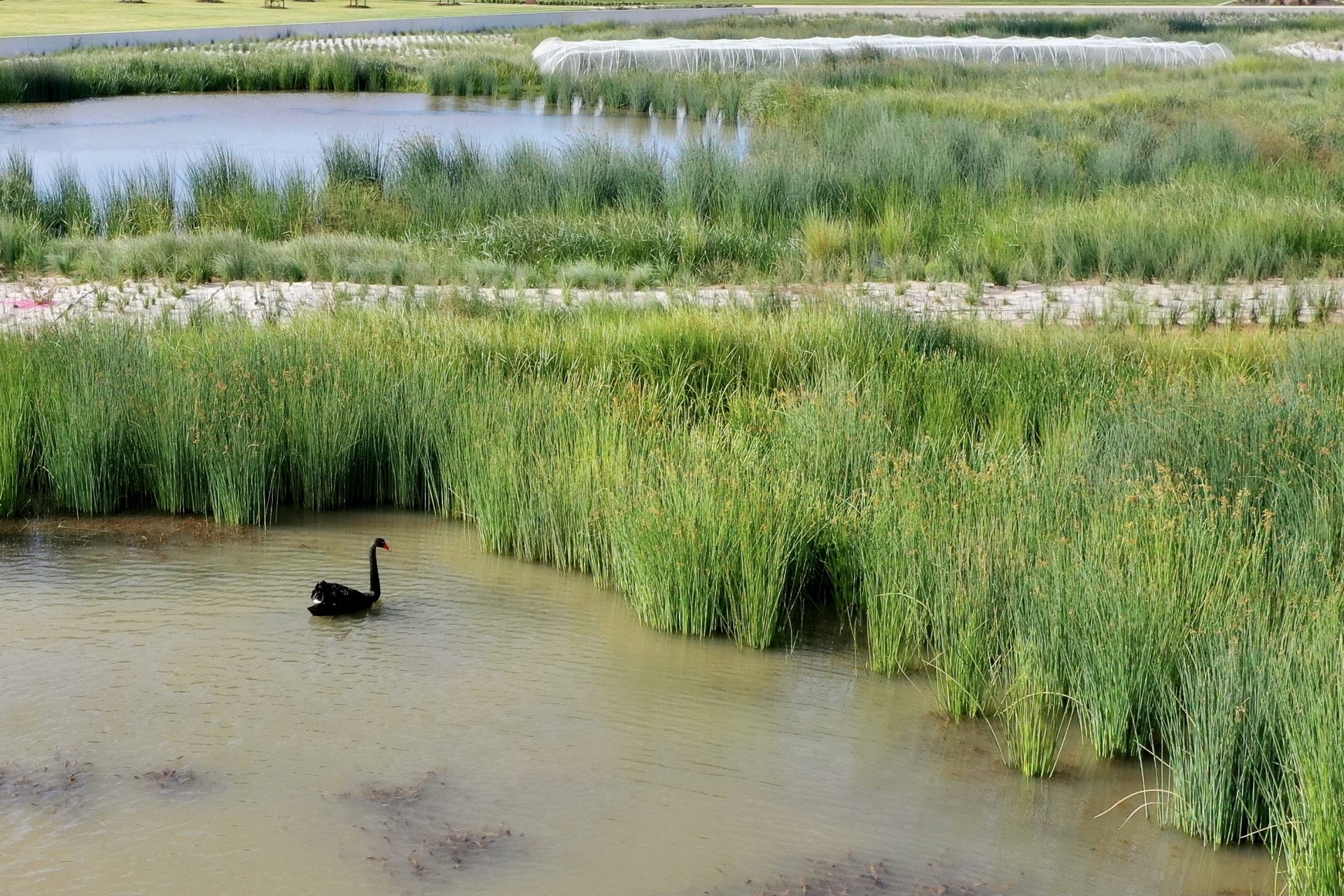 Wetland Construction and Revegetation - Balance Enviro